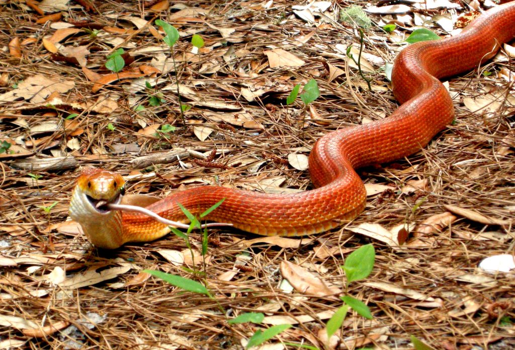 About the Weazel – Weazelwise