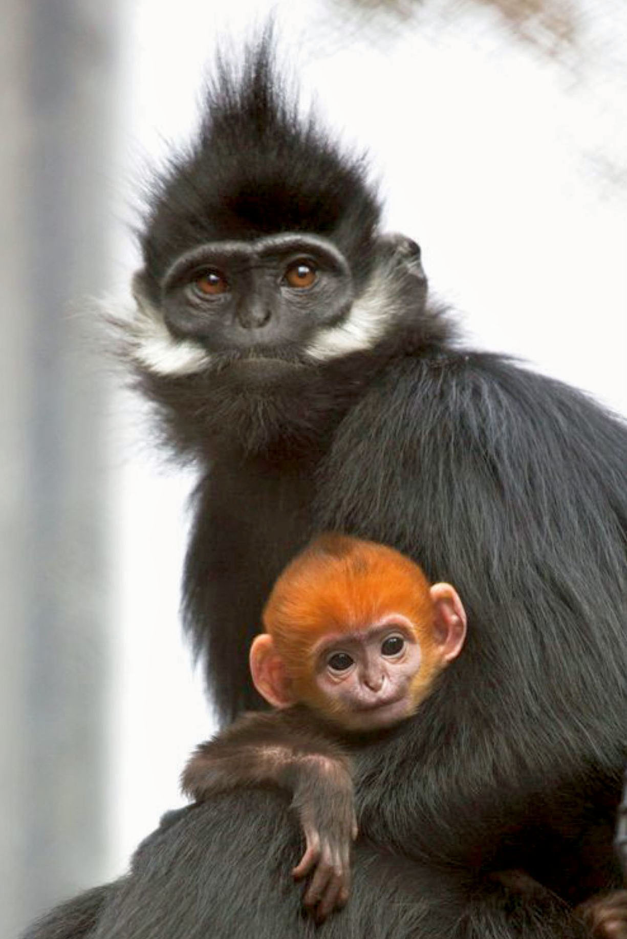 A different subspecies of langur with its golden young – Weazelwise